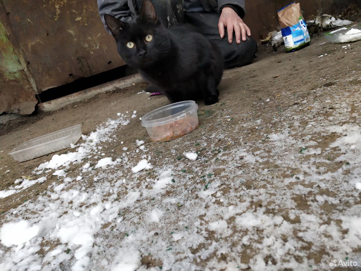 Кот Бегемот и его компания)