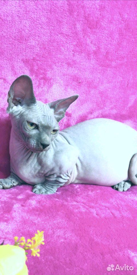 Бамбино девочка blue solid