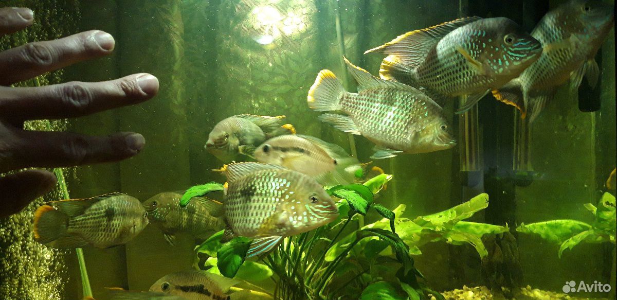 Акара Биризовая, подростки 8 мес, от 5-8см. кол
