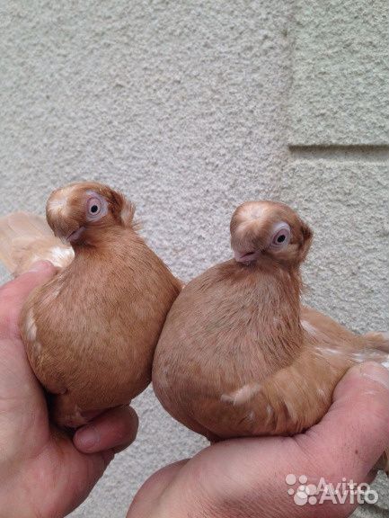 Бельцкие двухчубые голуби. молдавский турман