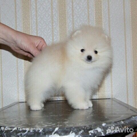 Щенки Померанского Шпица