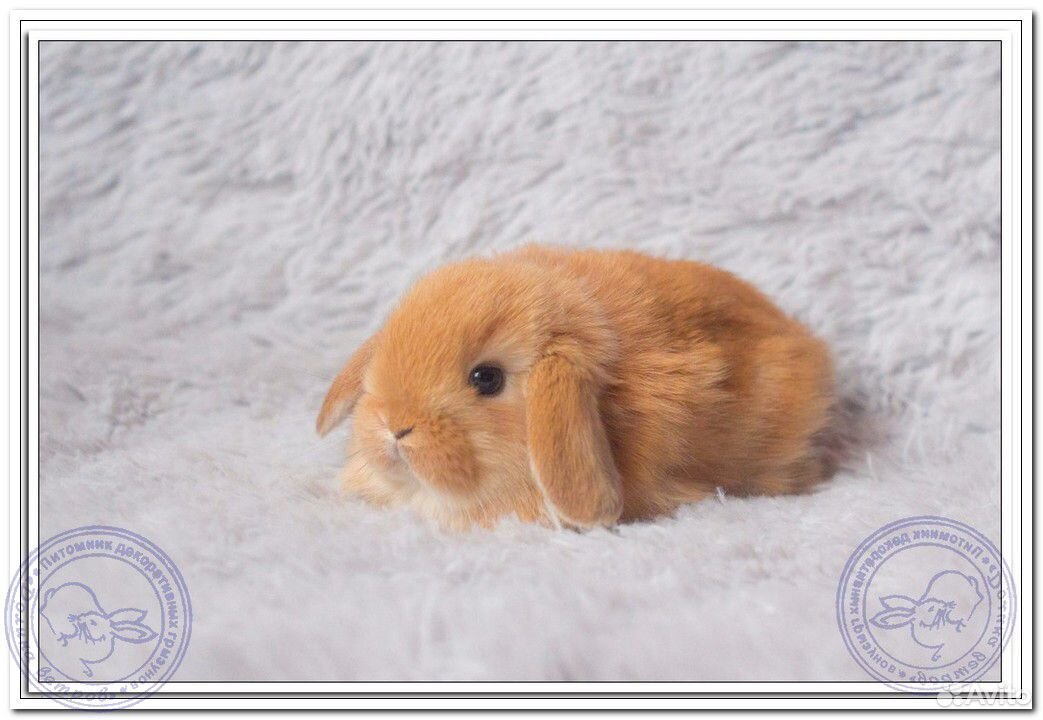 Декоративные крольчата с забавными висячими ушками