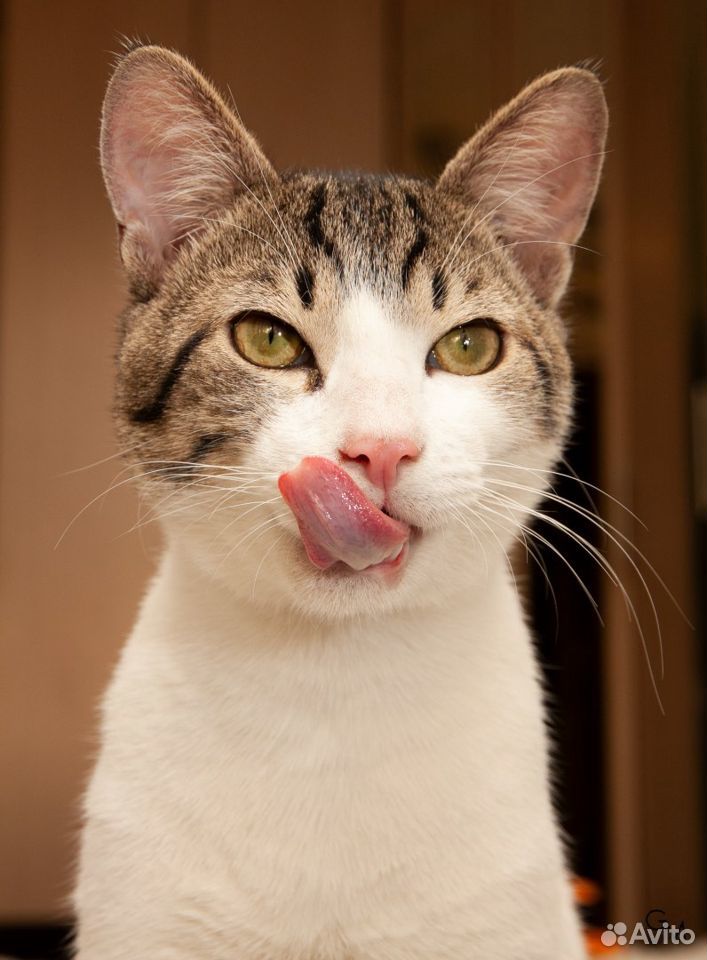 Ласковый парень Зефирчик около 1 года ищет дом