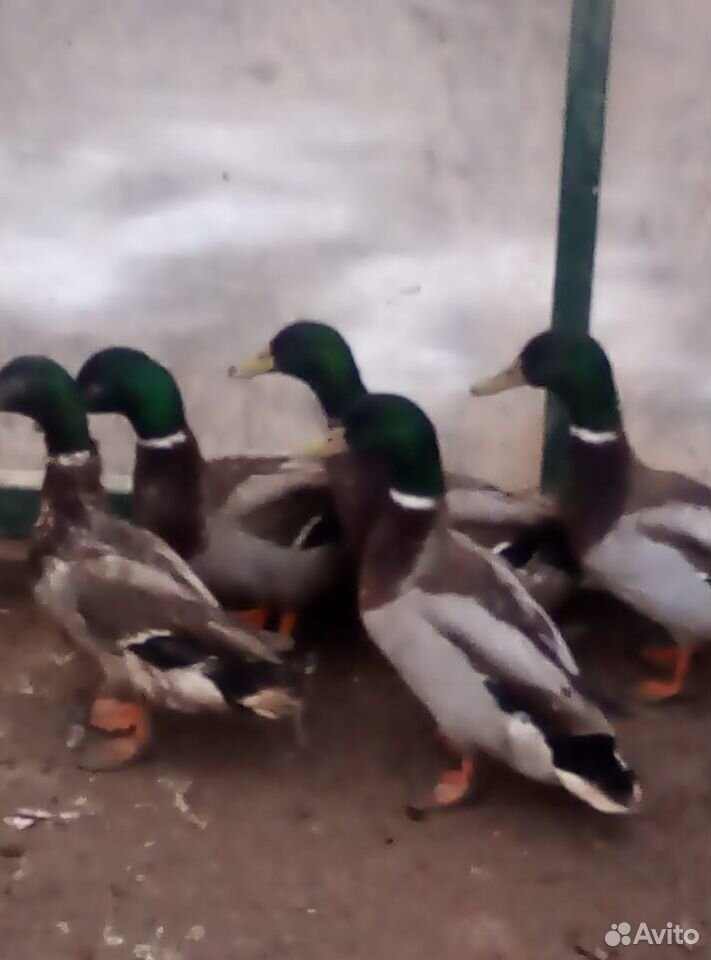 Селезень, Дикая подсадная утка, индюк