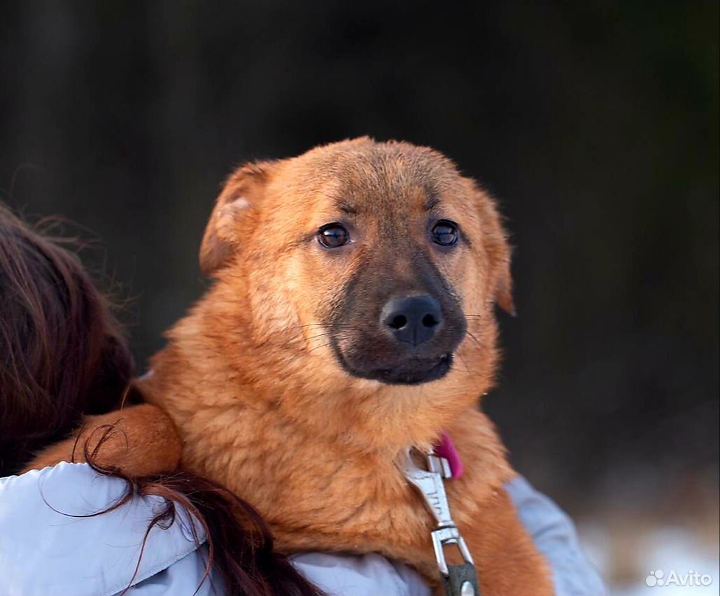 Крошка Лилу ищет дом