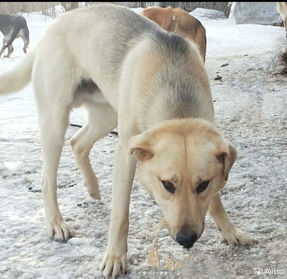 Рэкс ищет дом и честного хозяина