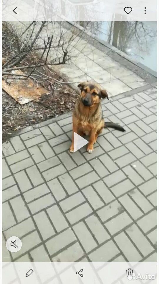 Ищем ответственного хозяина