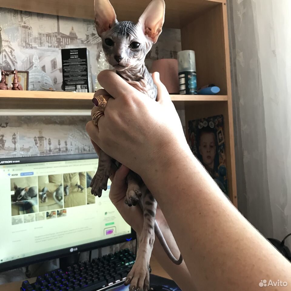 Продаю котят