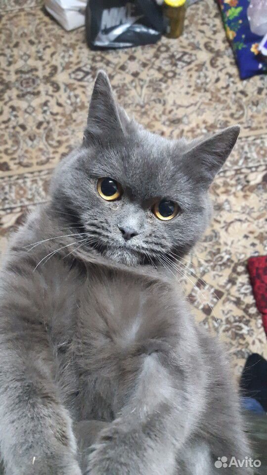 Кошка