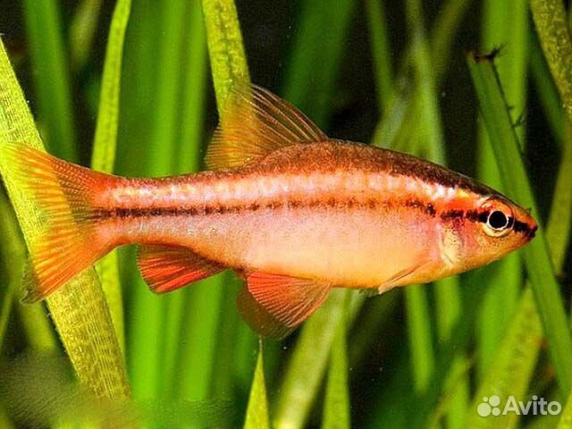 Аквариумная рыбка Барбус вишневый