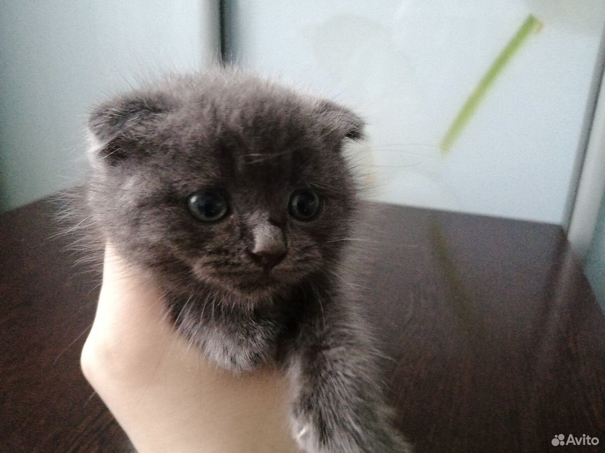 Шотландская