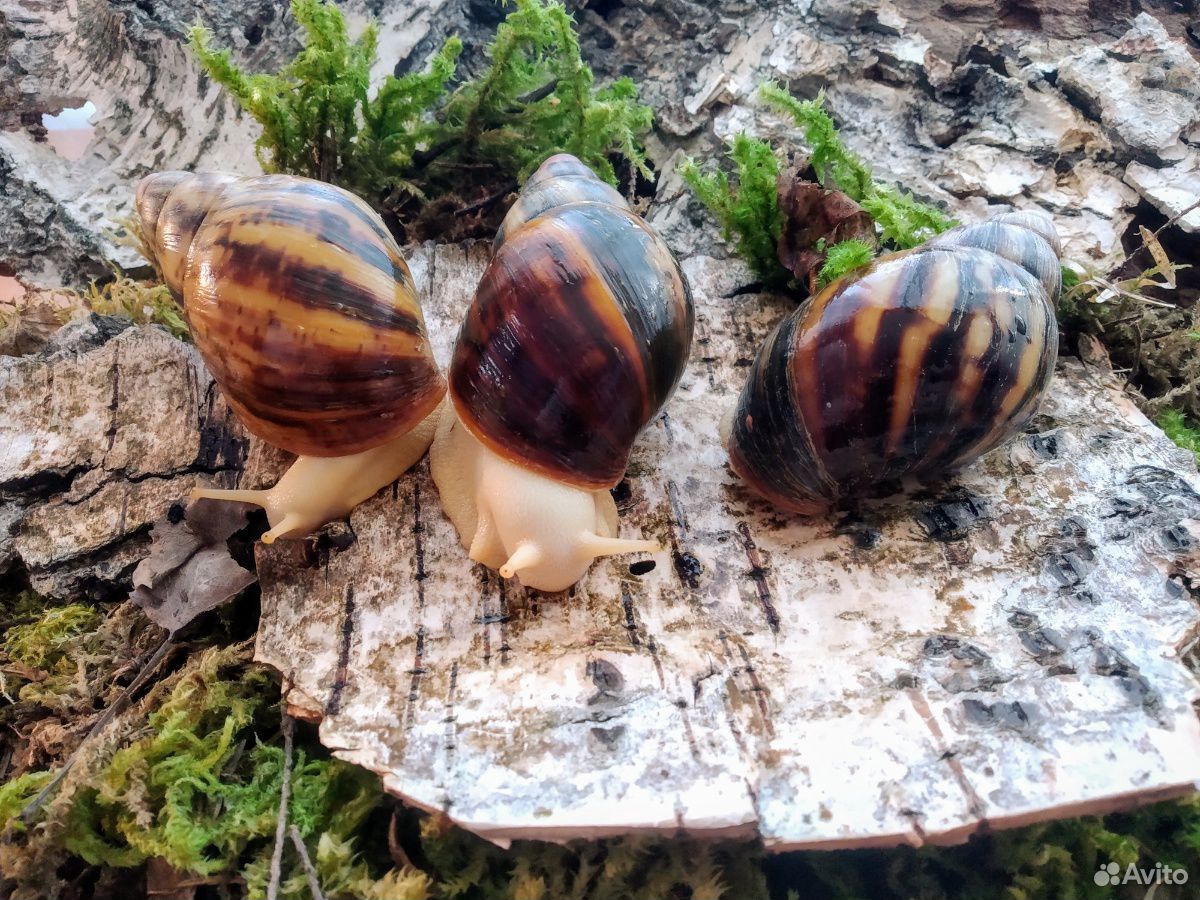 Архахатины и ахатины