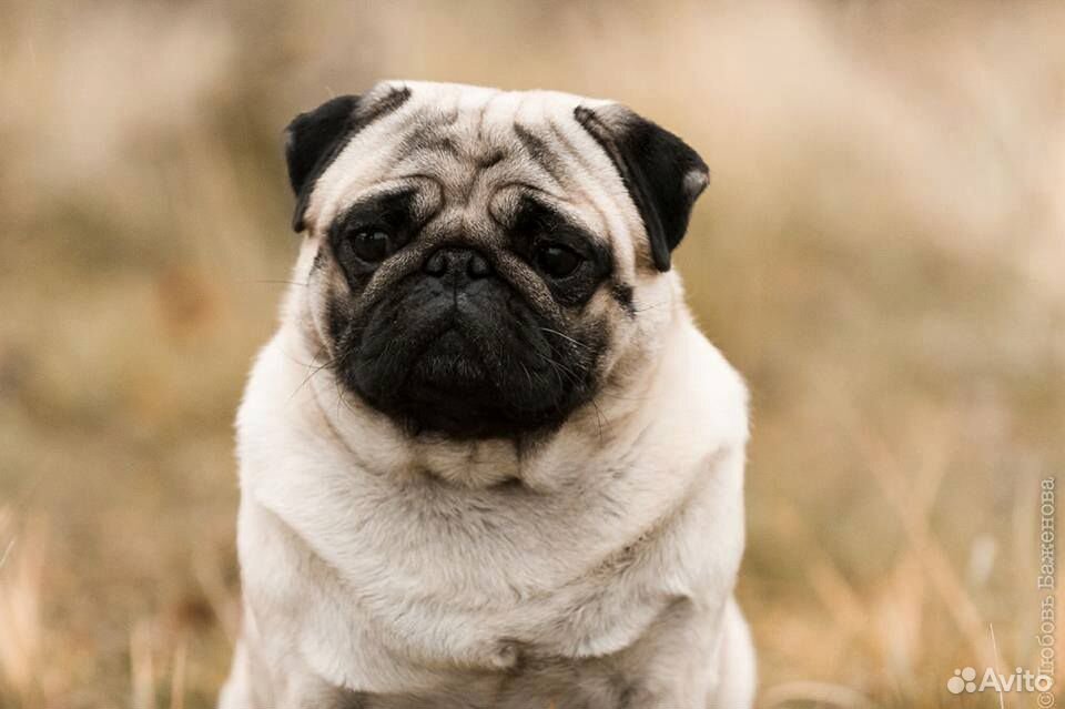 Парень приглашает на свидание