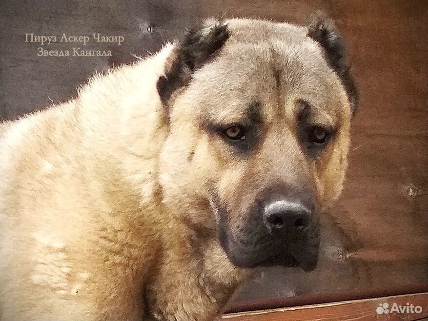 Кангал, вязка