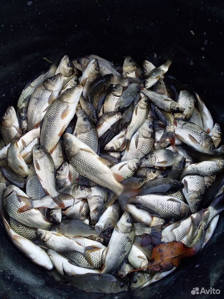 Рыбопосадочный материал