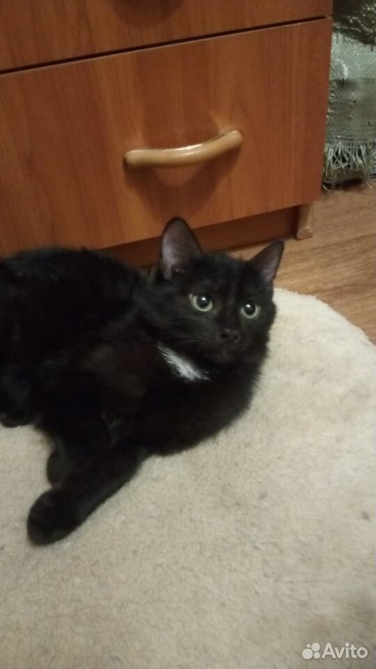 Котик Карлуша