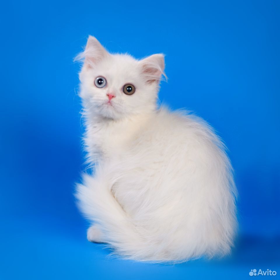 Шотландский блондин
