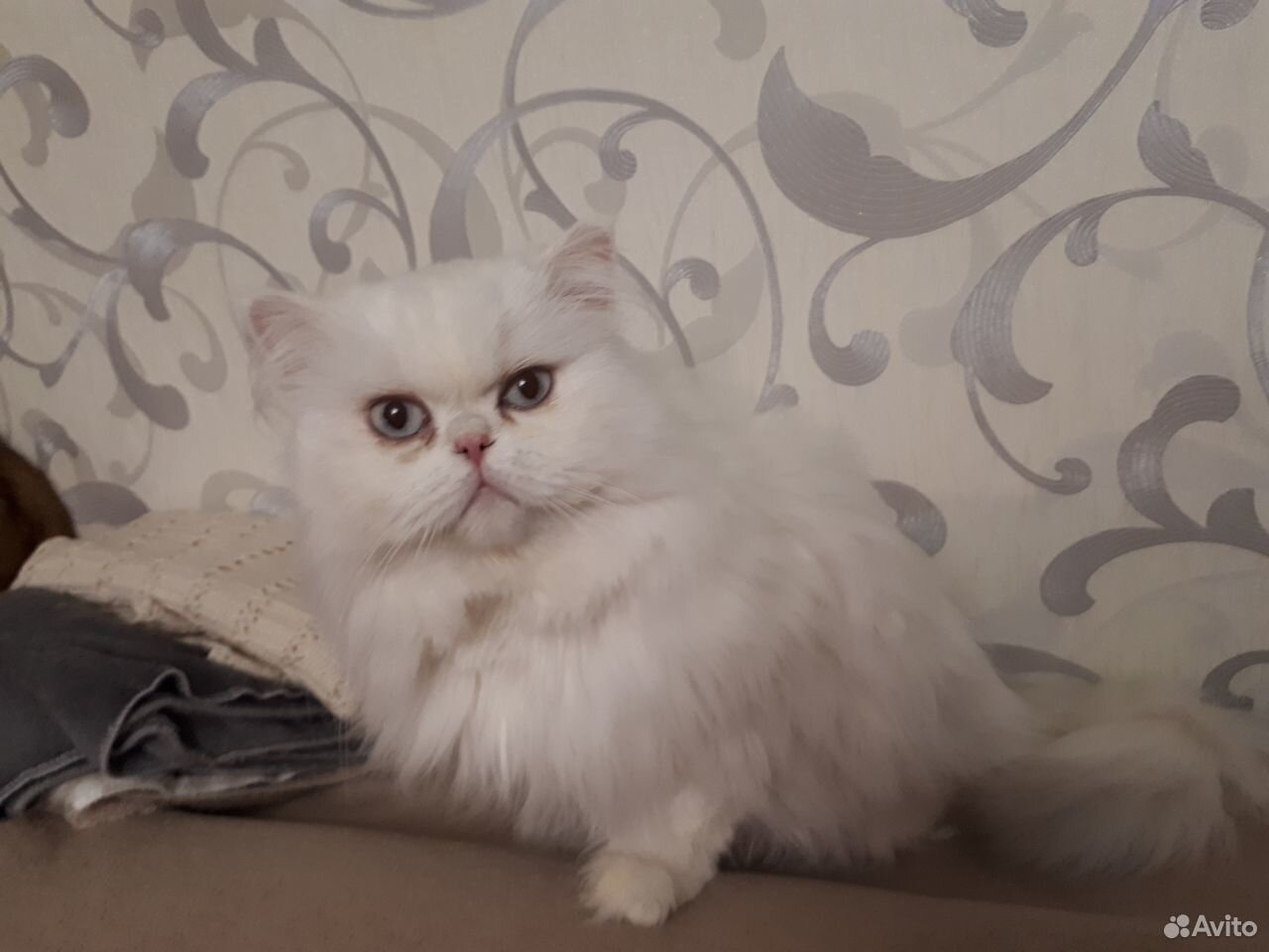 Кот на вязку