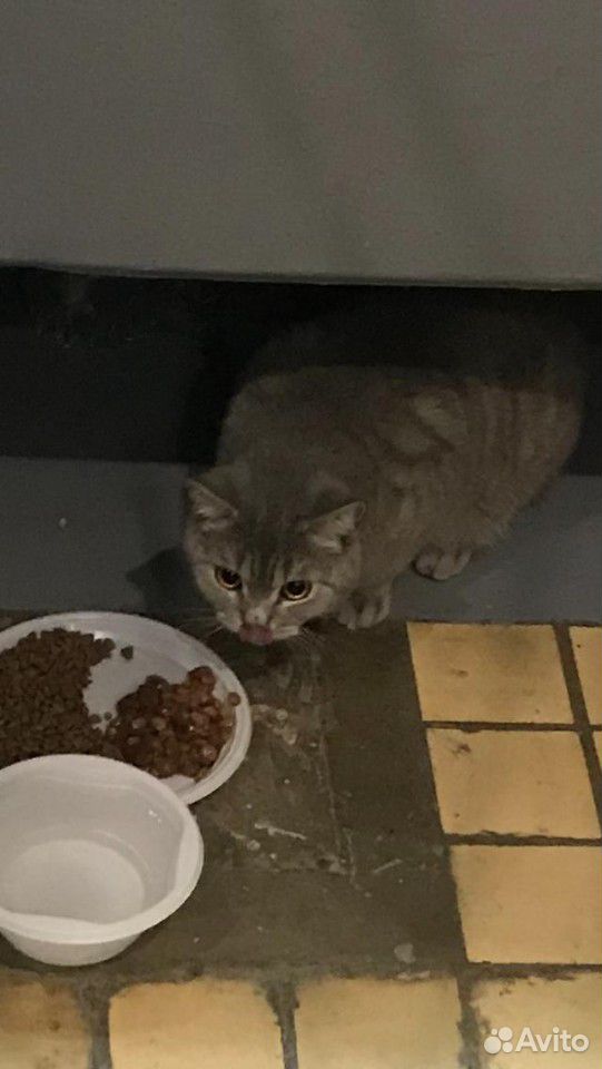 Потерялась Кошка