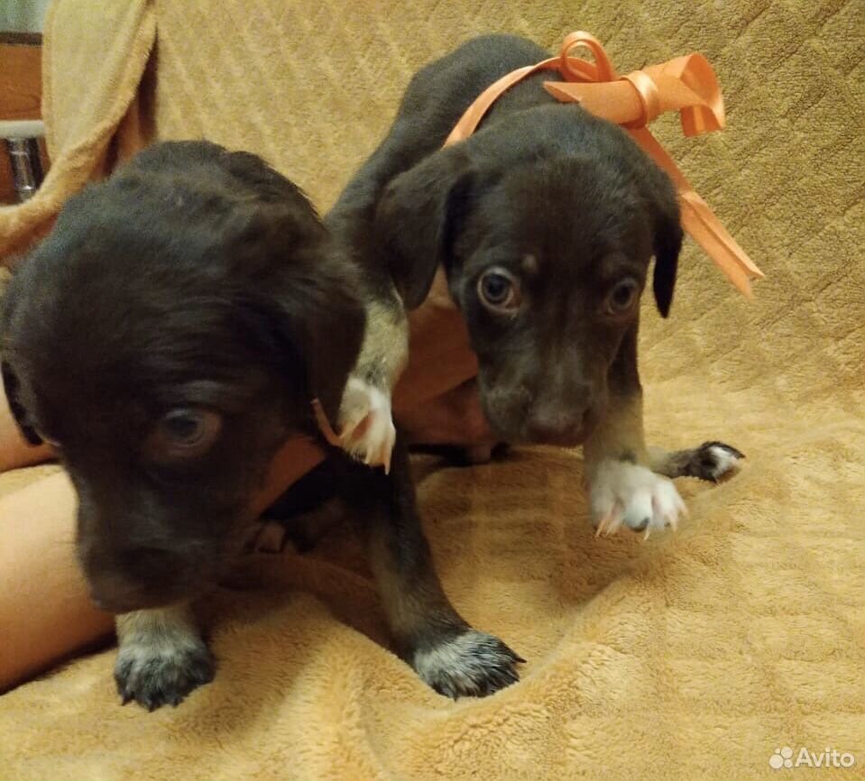 Гладкошерстные домашние щеночки 1,5 мес