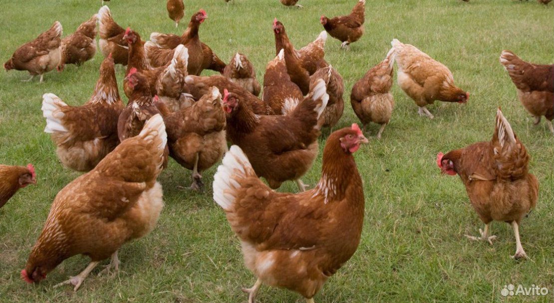 Радонит несушка 5.5 месяцев