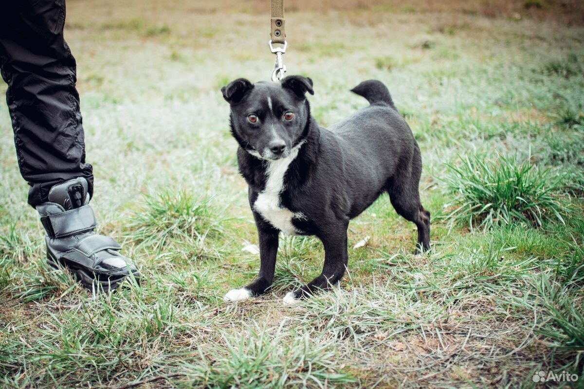 Миниатюрный молодой кобелек-кабачёк в добрые руки