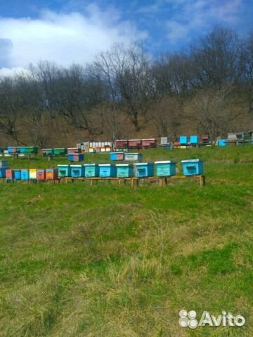 Пчелы с ульями