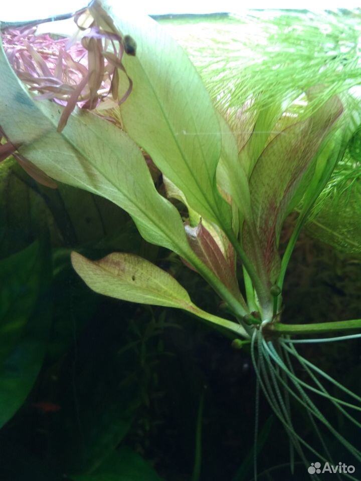 Эхинодорус крапчатый продаю