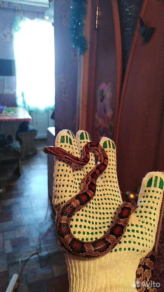 Маисовый полоз, с террариумом