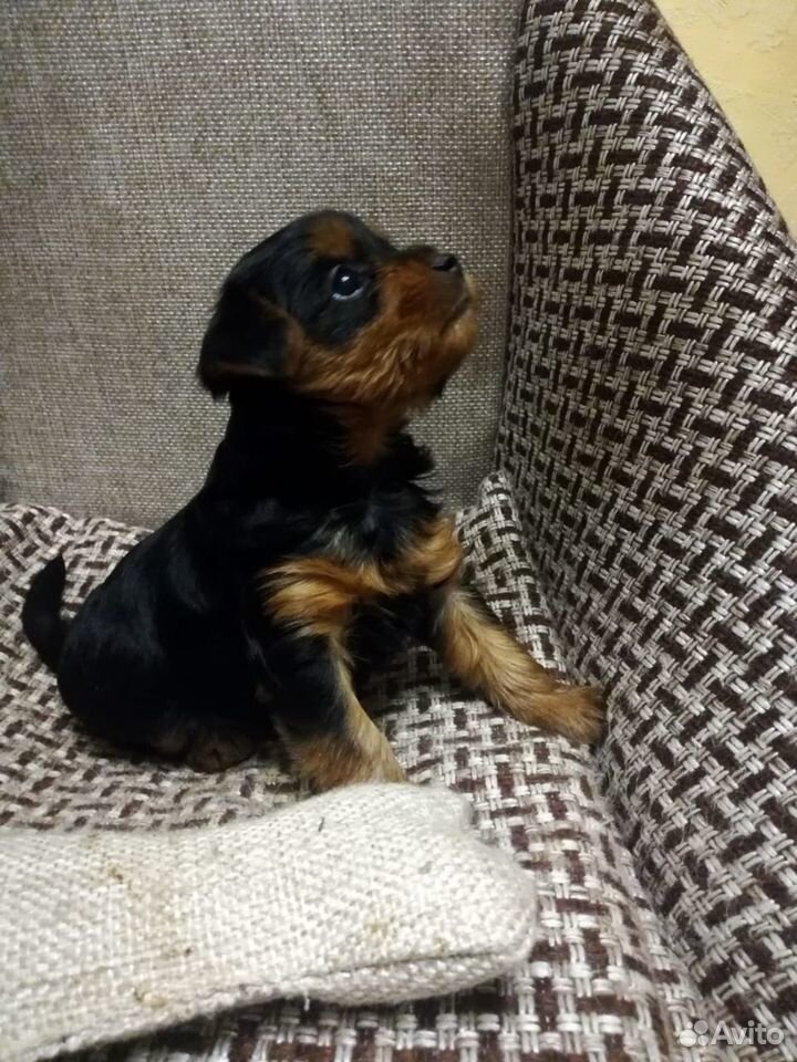 Йоркширский терьер