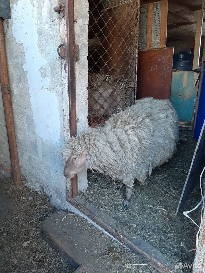 Овца с ягненком