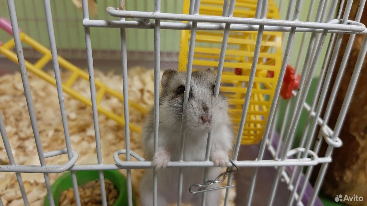 Джунгарский хомяк