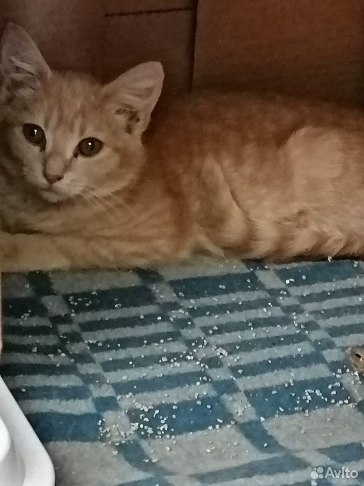 Котенок в добрые руки