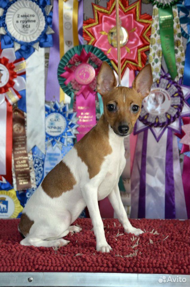 Щенок Той-фокстерьера