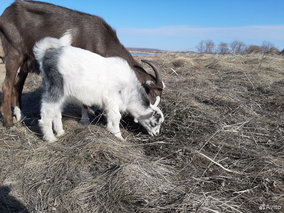Коза с козленком
