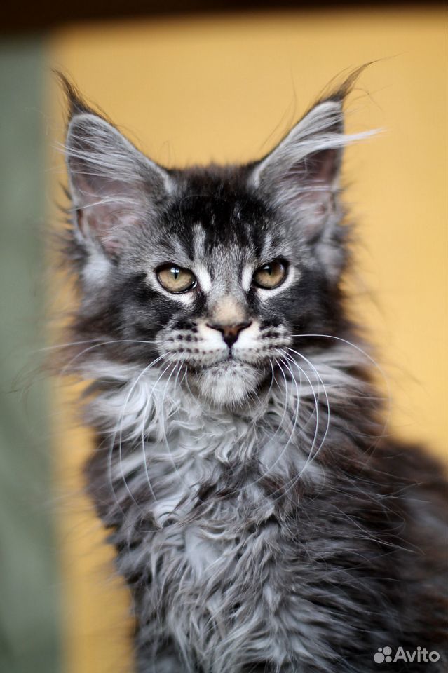 Кошечка черная на серебре 3 месяца