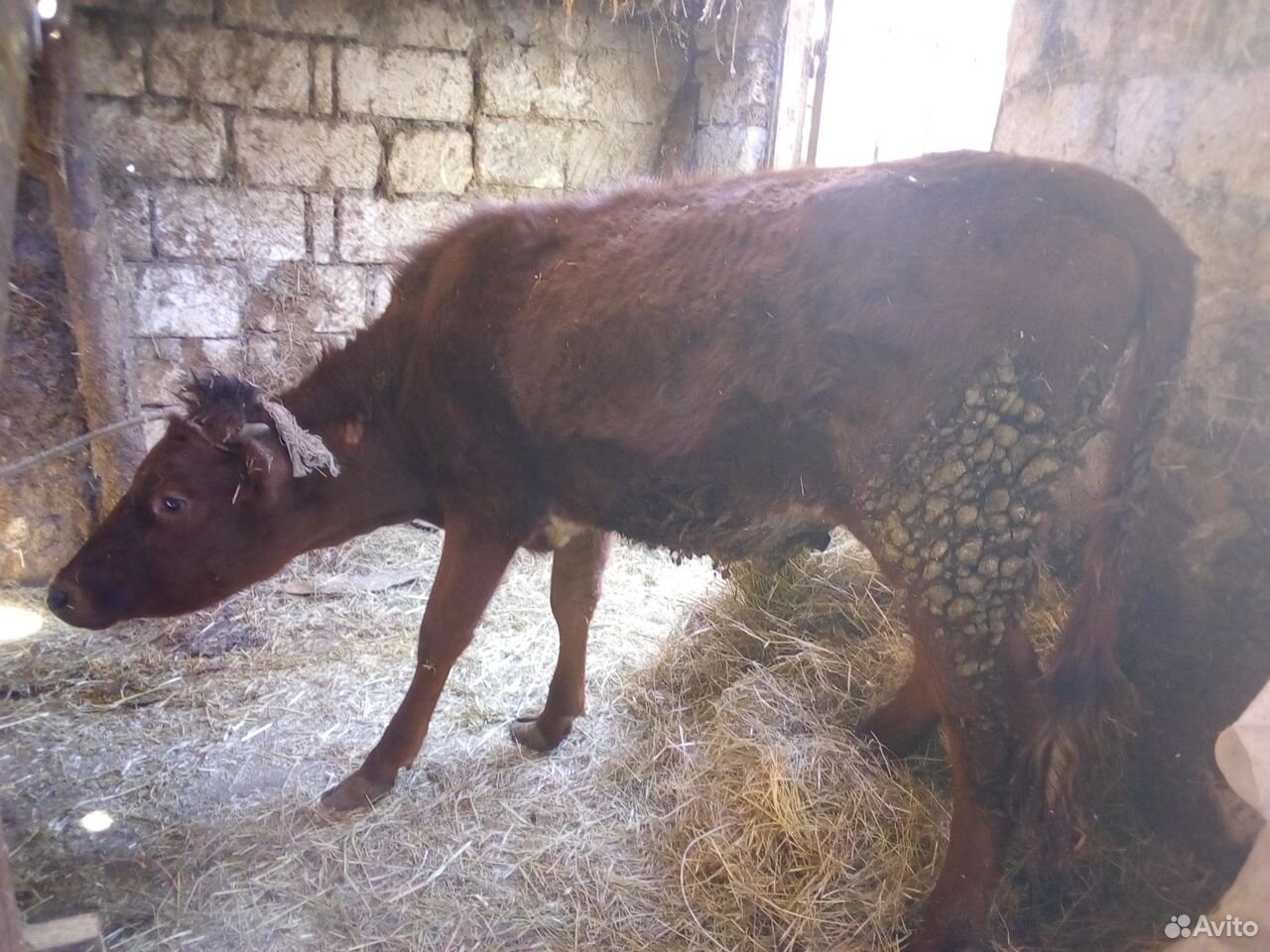 Телочка 1год 1 месяц