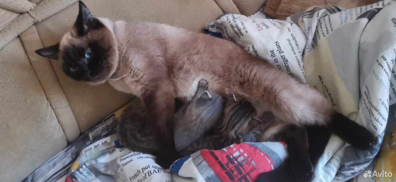 Отдам в хорошие руки