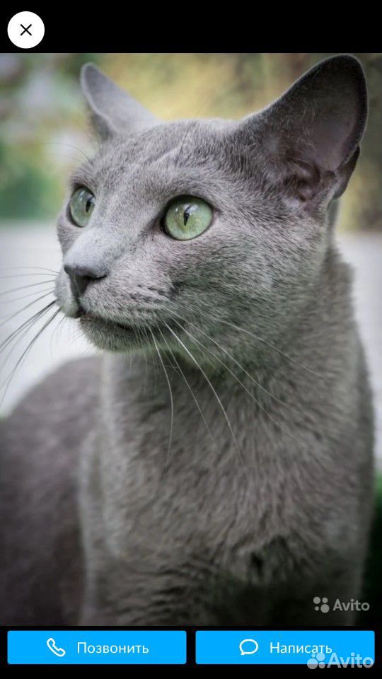 Русская голубая