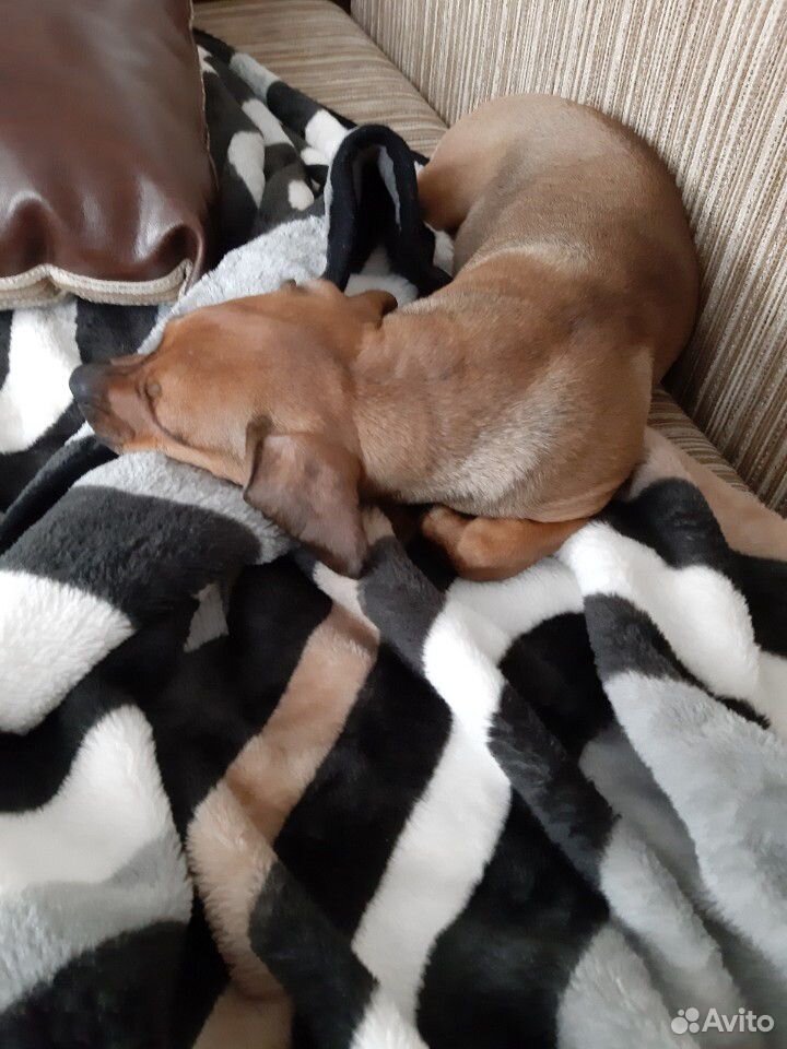 Собака такса мопс