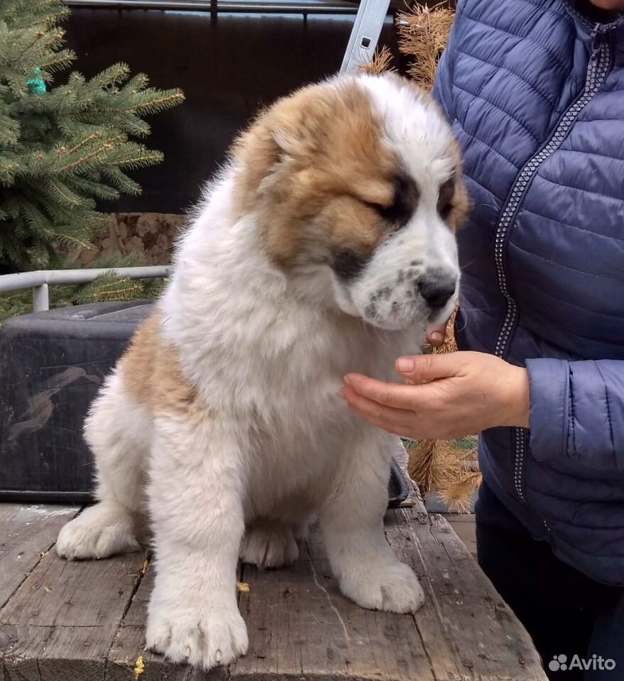Огромный гигант туркменский волкодав