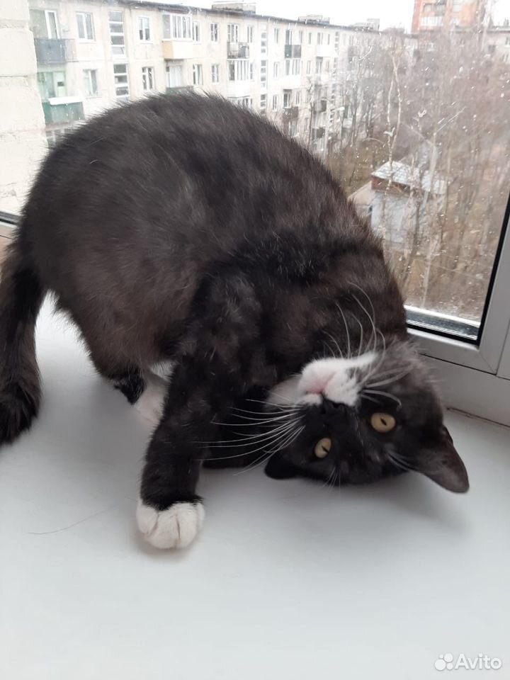 Котик Ямайка