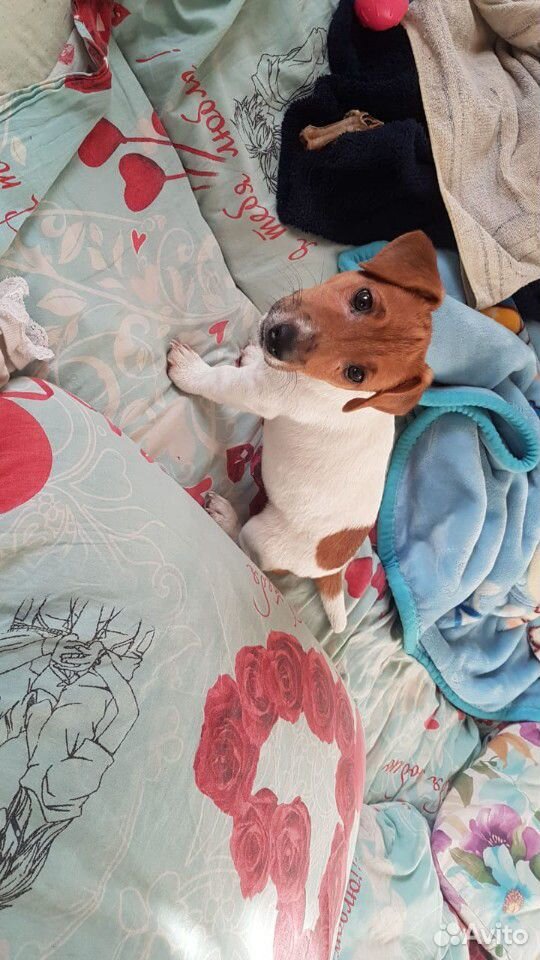 Джекк рассл терьер