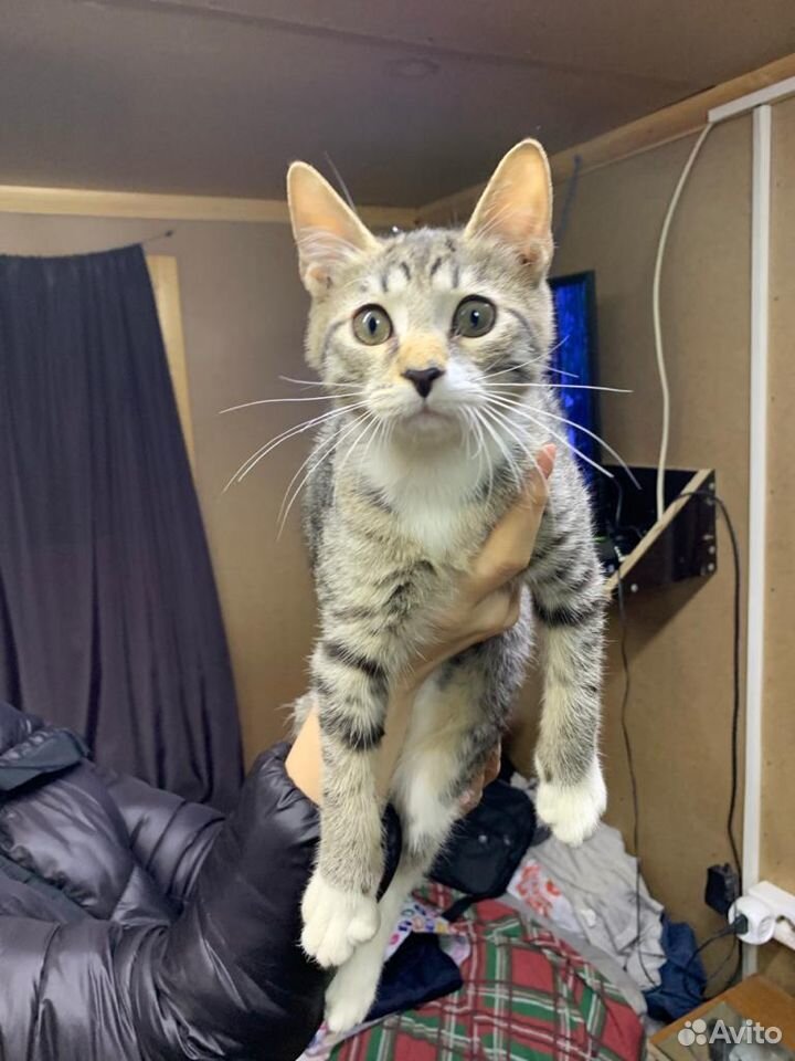 Кошка