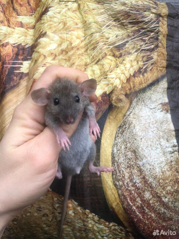 Крысята Дамбо Рекс и даблрекс