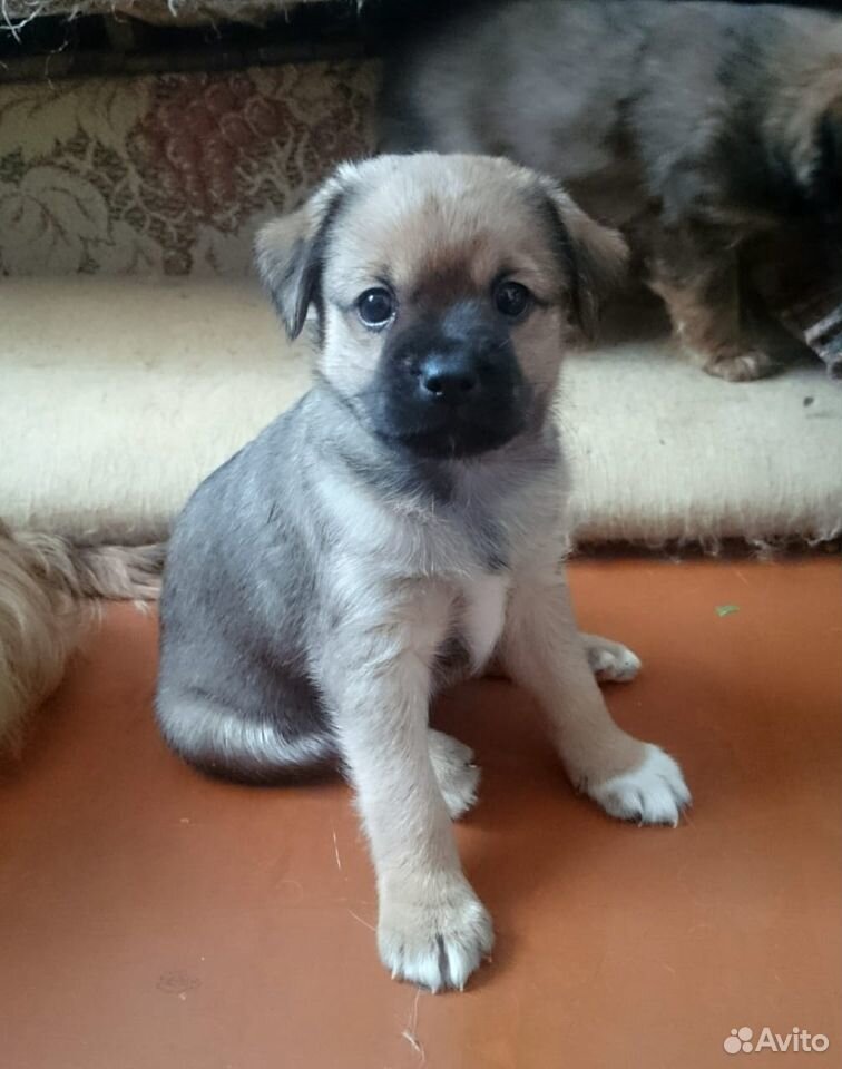 Симпатичный щенок в ответственные руки