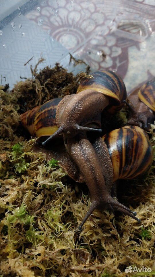 Улитки архахатина маргината