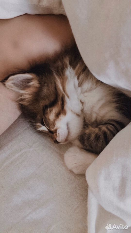 Безумно милый котёнок девочка. 2 мес