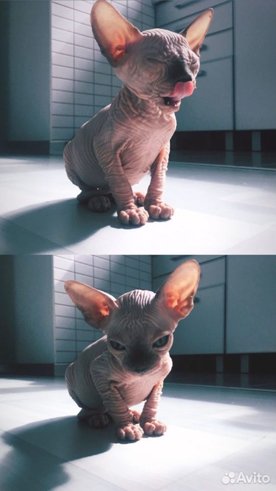 Котята Донского сфинкса