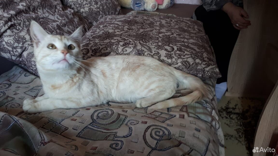 Котик на половину мэйкун